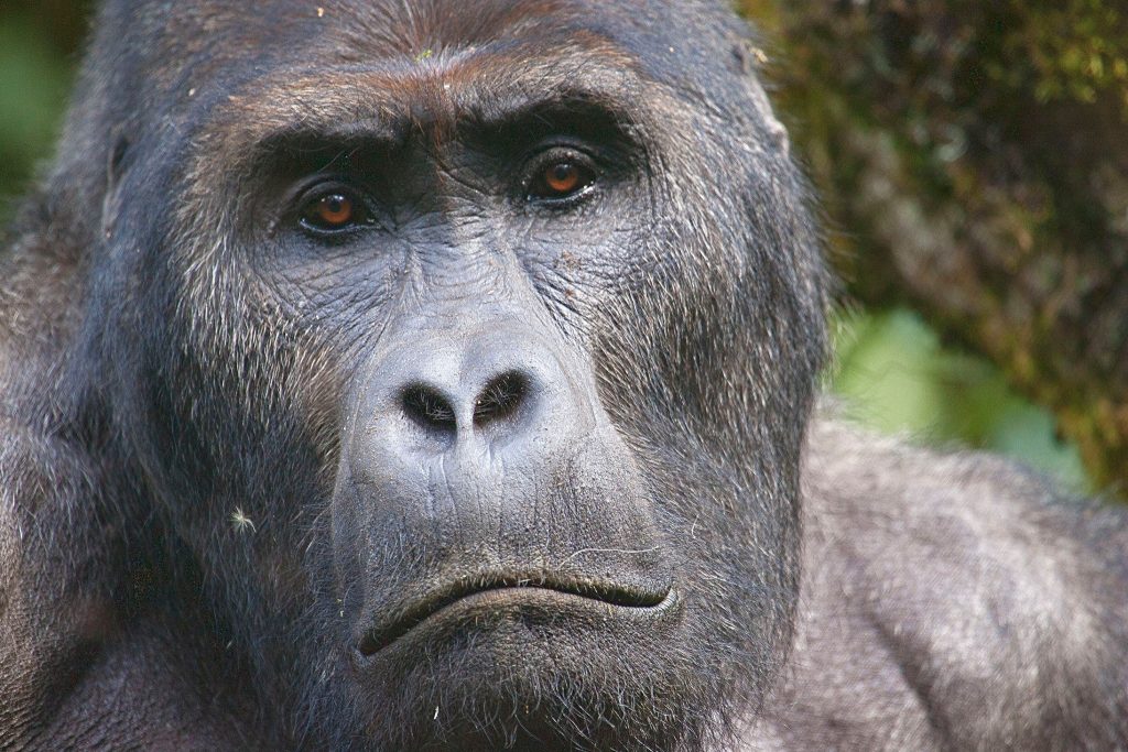 Proyecto gran simio – Blog de Kananga, viajes y aventuras por África en ...